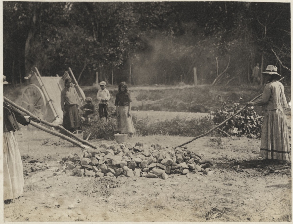 adam.nz: Karaka (Corynocarpus laevigatus)